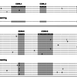 Sequence alignment of the VH and VL domains of mutated CD96-scFv library.