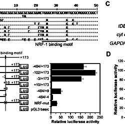 The NRF-1 binding site in the IDE promoter is conserved among different ...