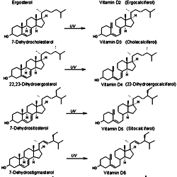 Structure of six forms of vitamin D their sterol precursors.