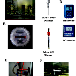 The newly developed integrated vascular bioreactor system.