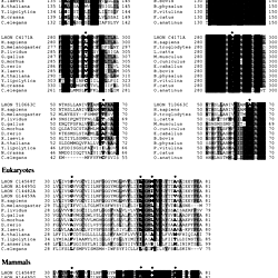 Sequence alignment and conservation analysis of ND1, ND4L and ND6 ...