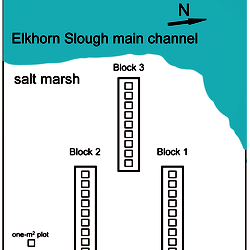 Diagram of block arrangement and experimental design.