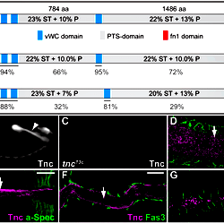 Tnc is a large protein detected in the lumen of developing epithelial ...