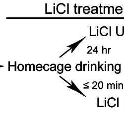 Overview of experimental phases and design.