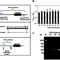 Identification of the exponential phase during PCR amplification of ...