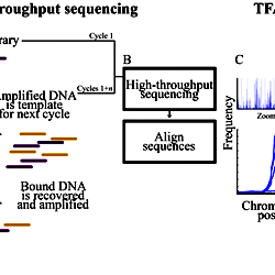 Schematic of the TFAST workflow.