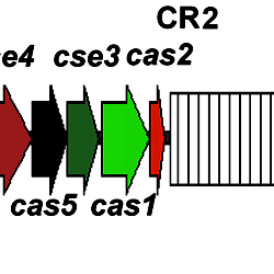 Genetic map of the CRISPR locus of E. amylovora ATCC 49946 showing the ...