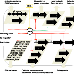 Proposed model for the role of AsrR in E. faecium.