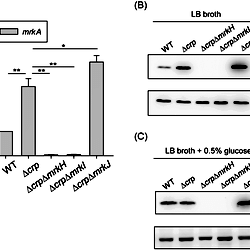 MrkH and MrkI are required for repression of CRP in type 3 fimbriae.