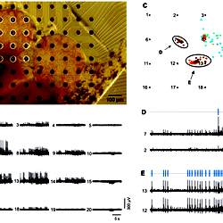 Spike sorting of MEA data.