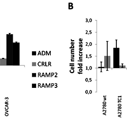 Effect of ADM under hypoxic conditions.