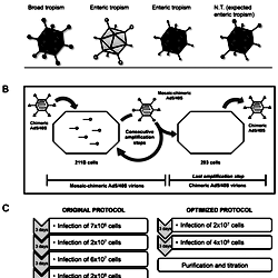 Diagrams of the chimeric amplification process.