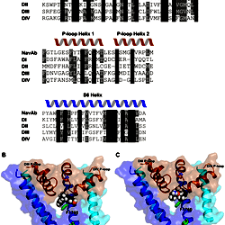 Modeling and ligand docking.