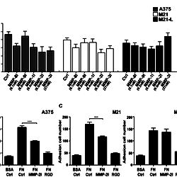 The effect of GM6001 on the adhesion of human melanoma cells.