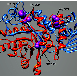 Location of HEXB mutations on the 3D structural model.