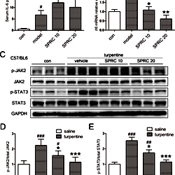 SPRC improved AI by reducing hepatic IL-6/JAK2/STAT3 activation.