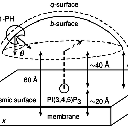 Schematic diagram of the BD simulation setup.