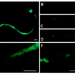 PDHK-2::GFP is highly expressed in starvation and dauer stages.