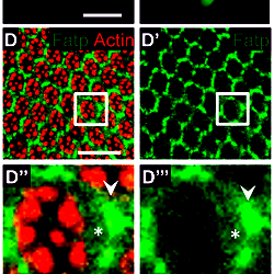 fatp is expressed in the adult retina.