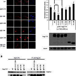 TTP functions in the nucleus.
