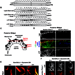 LTP promotes the export of lipids from the gut to Lpp.