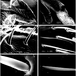 SEM images showing divergent morphologies of A. mellifera worker and ...