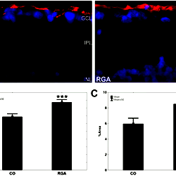 GFAP stain in retina sections.