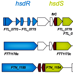 The type I RM system locus containing ftrC.