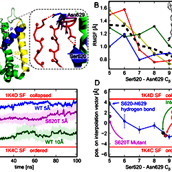 Model structure of the hERG channel and switch behind the selectivity ...