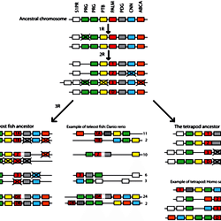 Proposed scenario for the evolution of the paralemmin gene family.