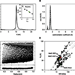 Hydrodynamic properties of MetC.