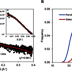 Modelling of MetC low resolution structure in solution.