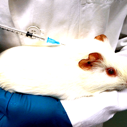 Subcutaneous injection in the neck of a guinea pig.
