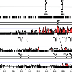 Genomic structure of tammar IGF2 including 3 TSS and comparison with ...