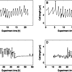 Cell length over time graphs.