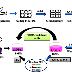 Flow diagram of the main experimental design.