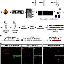 Process for detection and isolation of single cells from layer 2/3 of ...