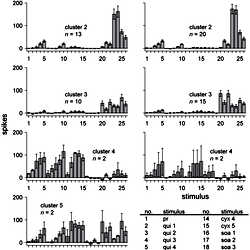Definition of neural clusters.