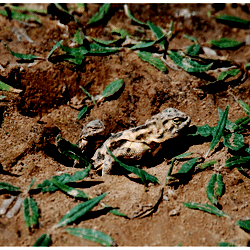 Female Phrynocaphalus vlangalii in a burrow with a young juvenile.
