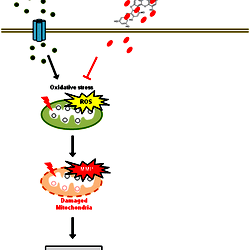 A schematic model depicting the neuroprotective roles of PFF in an ...