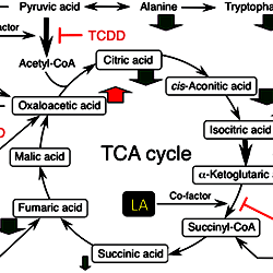 Summary of TCDD effects on fetal hypothalamic changes in the TCA cycle ...