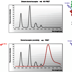 Quantification of HER dimers using the TR-FRET technology.
