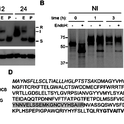 MICB is retained in the ER and associates with Rh159 in RhCMV infected ...