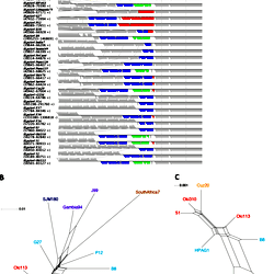 Example of different RM systems occupying the same orthologous position.