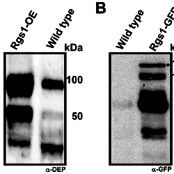 Confirmation of endoproteolytic cleavage of Rgs1 in Magnaporthe.