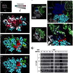 Mapping the RsfA binding site on ribosomal protein L14.