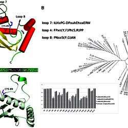 E2 UBC domain and phylogenetic tree of E2 family 3.