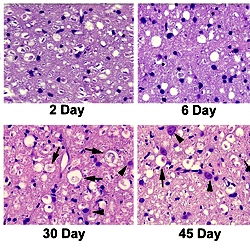 H&E stained histological images of cat's pons.