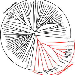 Unrooted Phylogenetic tree.