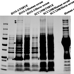 Colloidal blue stain of SDS-PAGE gel, and liquid chromatography/mass ...